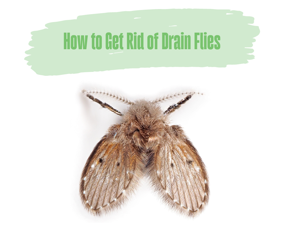 How to Get Rid of Drain Flies Maggie s Farm Ltd