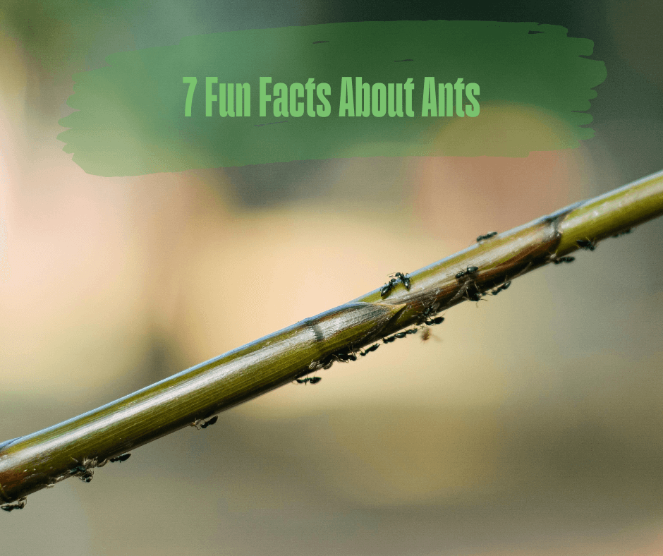 7 Fun Facts About Ants – Maggie's Farm Ltd