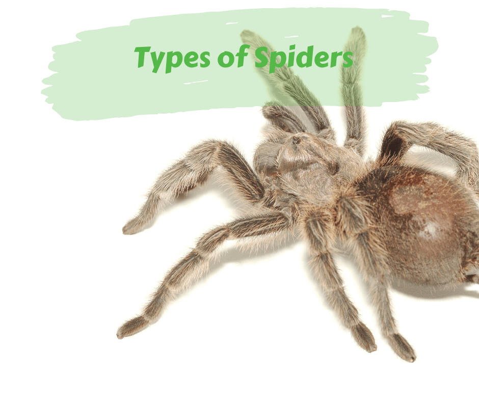 different types spiders