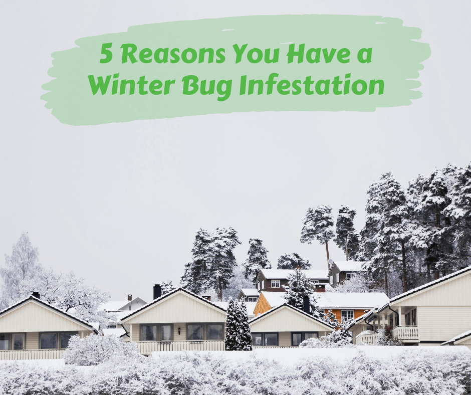 5 Reasons You Have a Winter Bug Infestation – Maggie's Farm Ltd