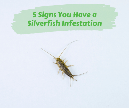 silverfish infestation