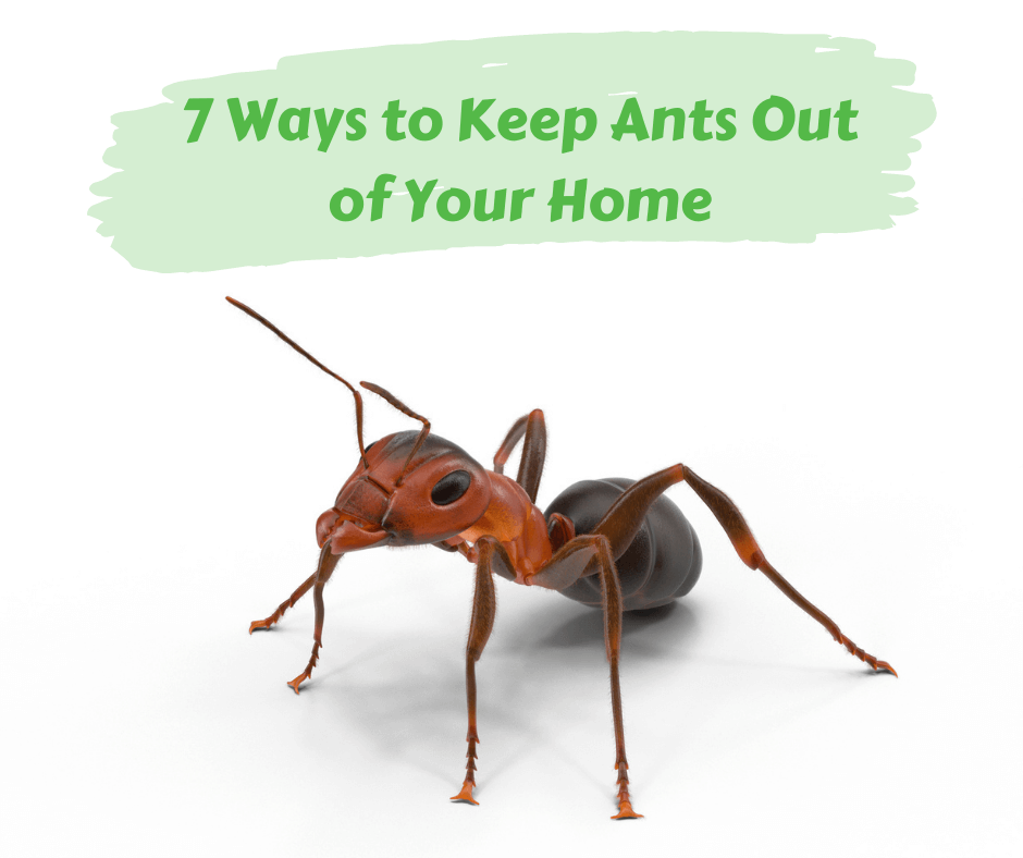 7 Ways to Keep Ants Out of Your Home – Maggie's Farm Ltd
