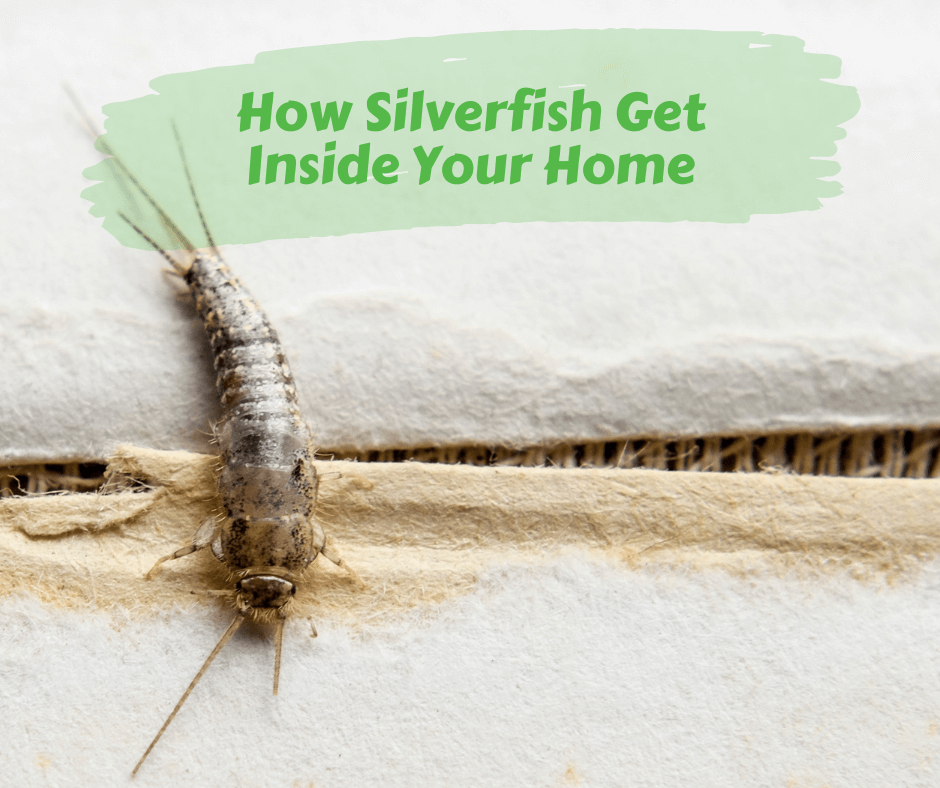 How Silverfish Get Inside Your Home – Maggie's Farm Ltd