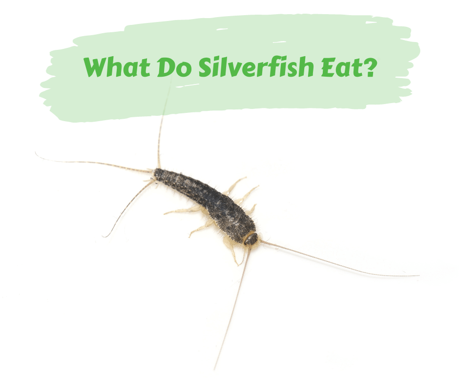 What Do Silverfish Eat? – Maggie's Farm Ltd