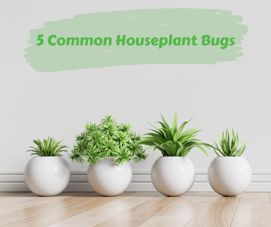 5 Common Houseplant Bugs – Maggie's Farm Ltd