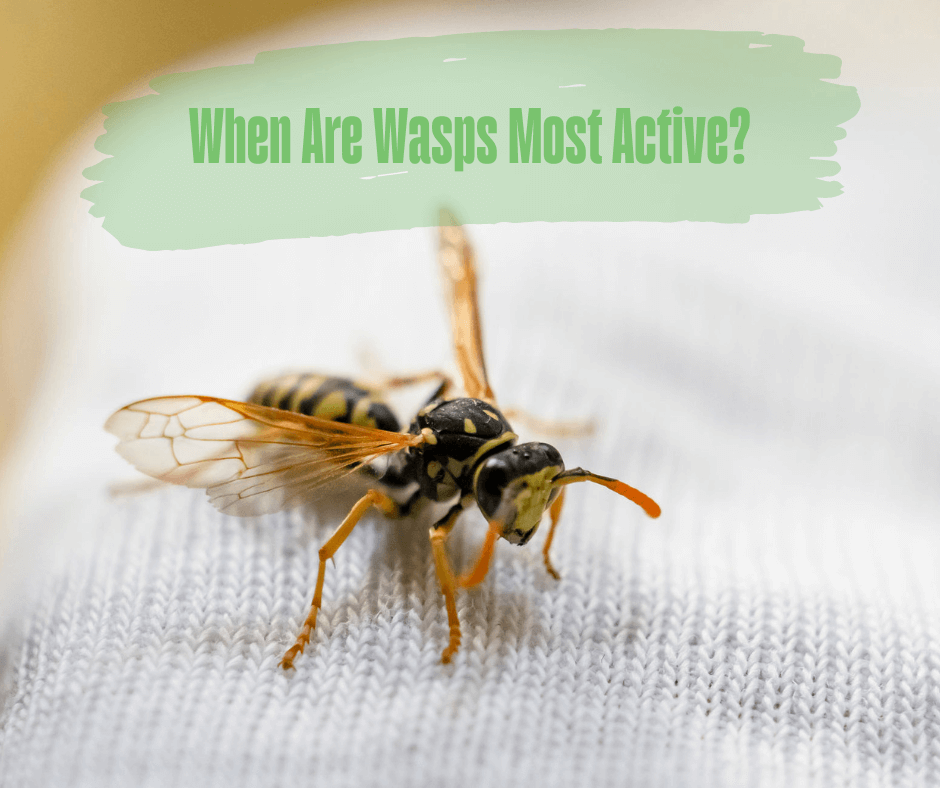 When Are Wasps Most Active? – Maggie's Farm Ltd