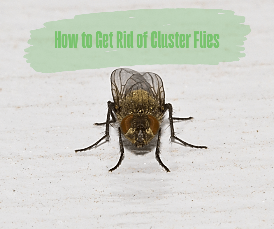 How to Get Rid of Cluster Flies – Maggie's Farm Ltd