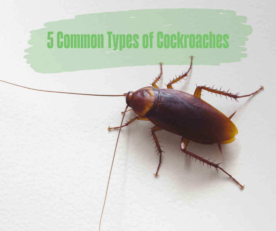 5 Common Types of Cockroaches – Maggie's Farm Ltd