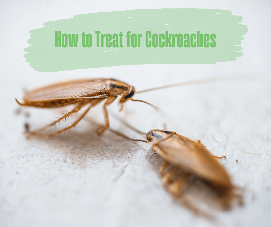 How to Treat for Cockroaches – Maggie's Farm Ltd