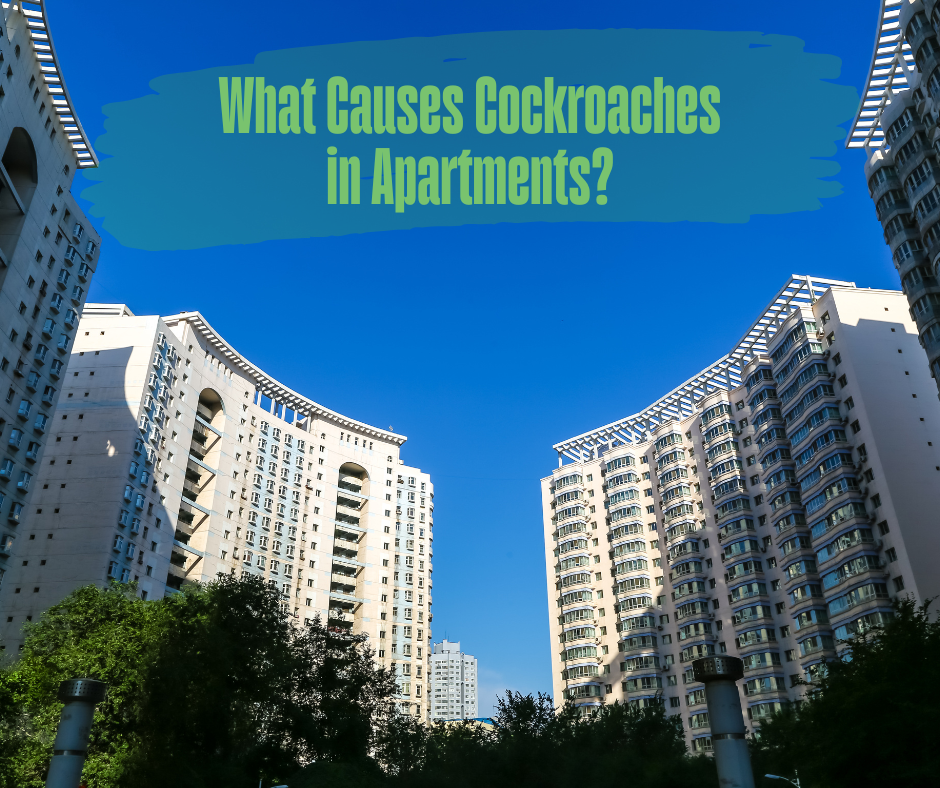 What Causes Cockroaches in Apartments? – Maggie's Farm Ltd