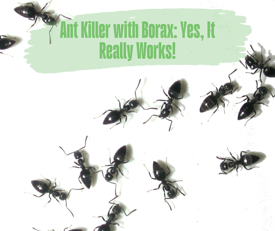 Ant Killer with Borax: Yes, It Really Works! – Maggie's Farm Ltd