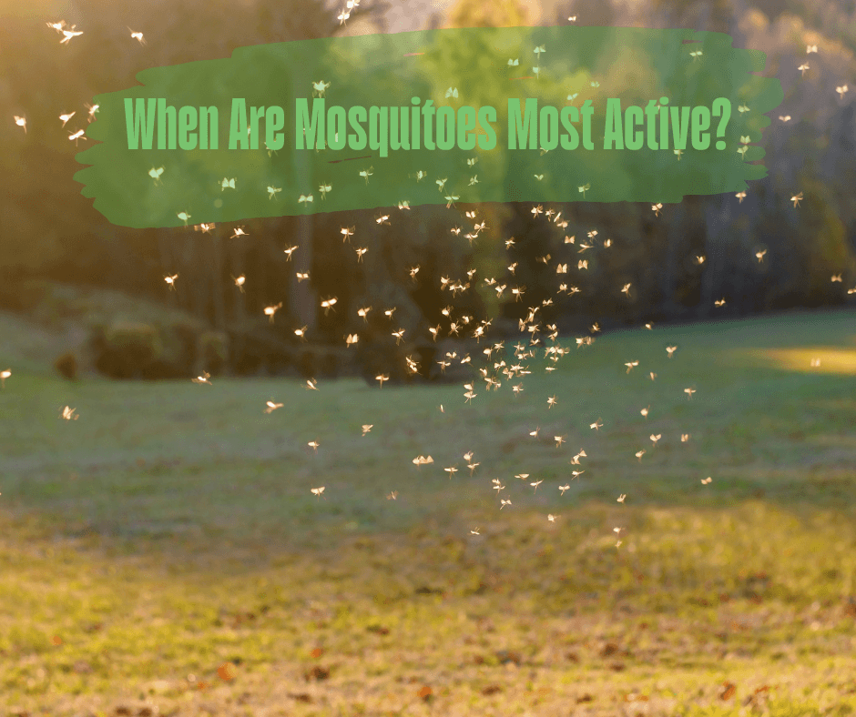 When Are Mosquitoes Most Active? – Maggie's Farm Ltd