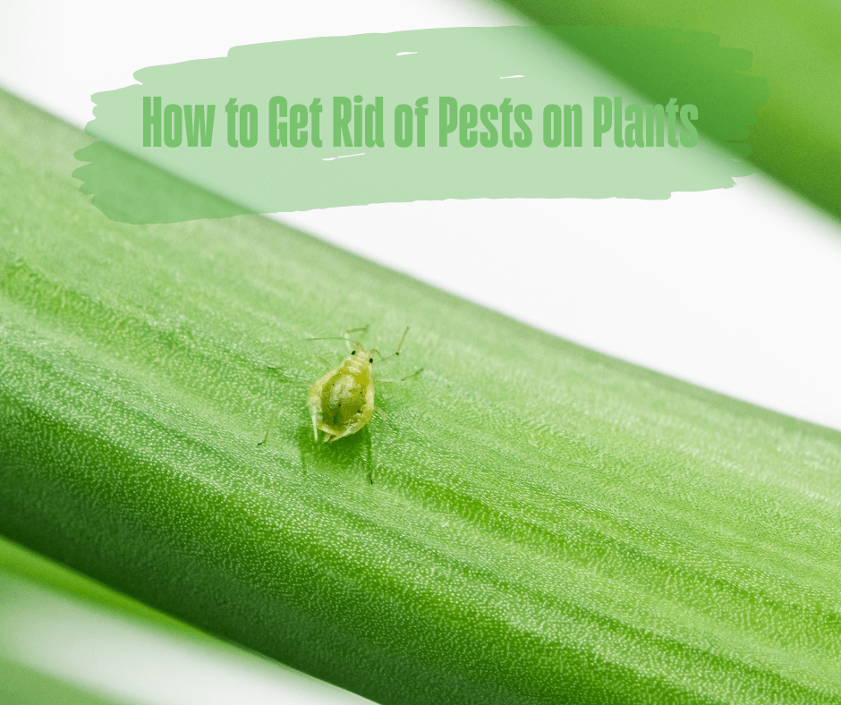 How to Get Rid of Pests on Plants – Maggie's Farm Ltd