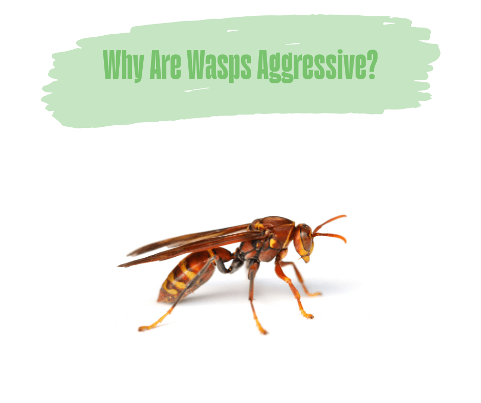 Why Are Wasps Aggressive? – Maggie's Farm Ltd