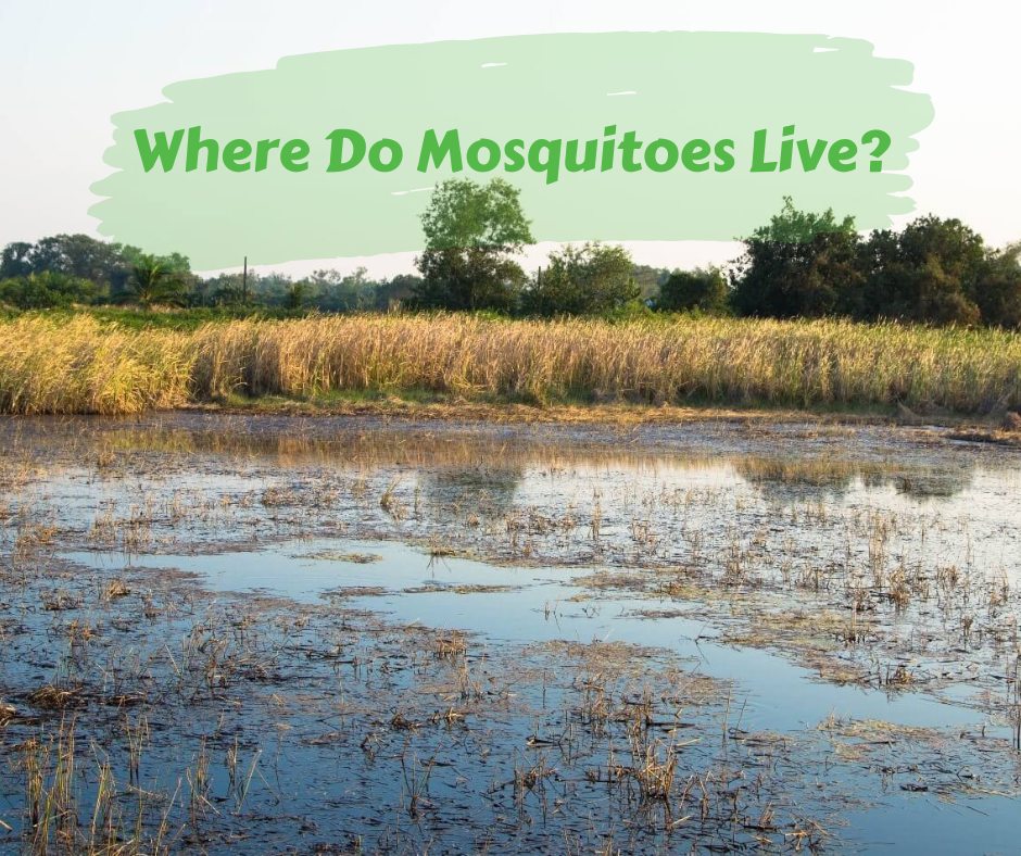 Where Do Mosquitoes Live? – Maggie's Farm Ltd
