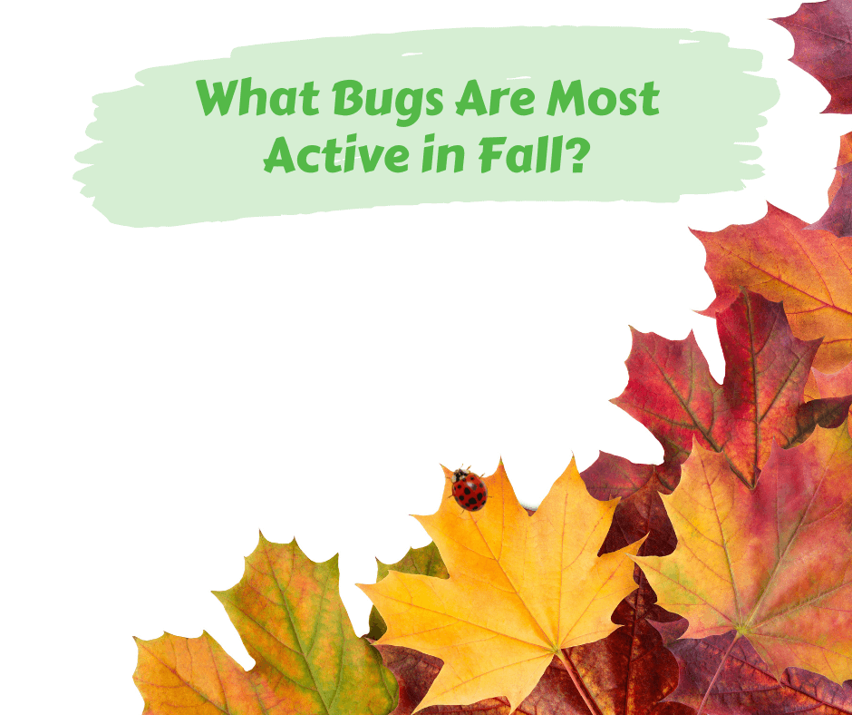 What Bugs Are Most Active in Fall? – Maggie's Farm Ltd