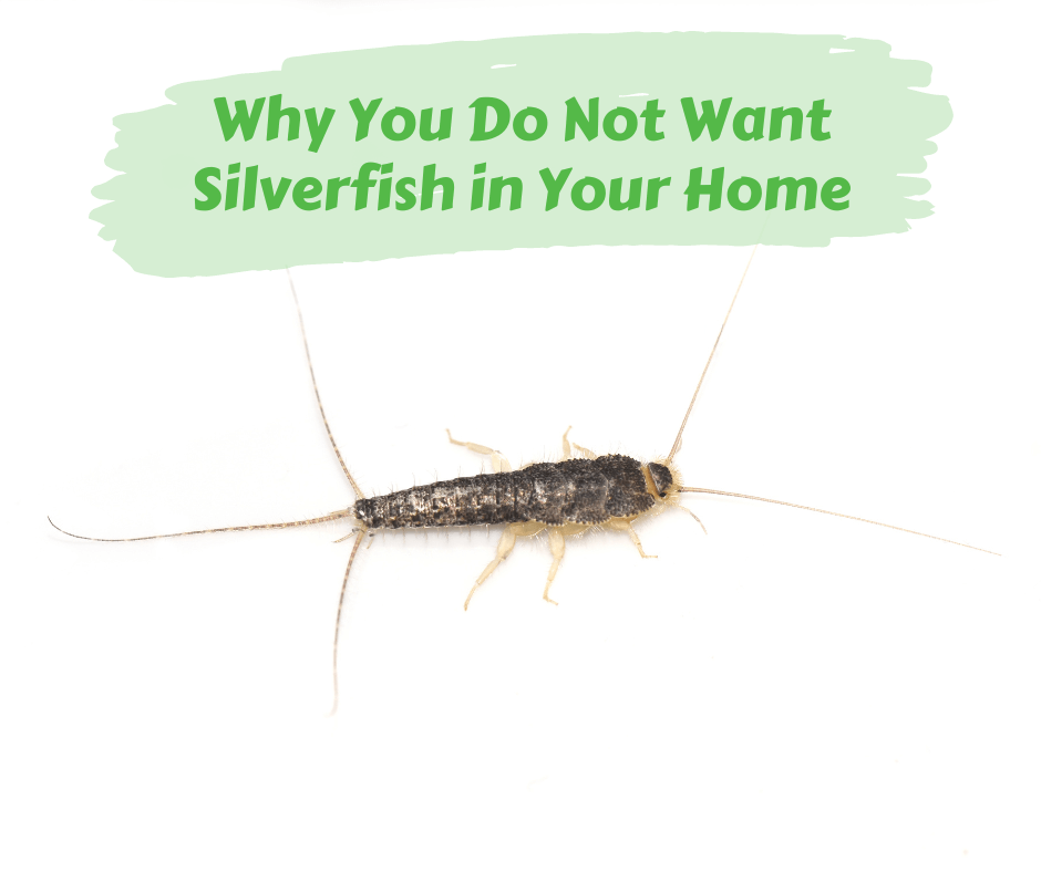Why You Do Not Want Silverfish in Your Home – Maggie's Farm Ltd