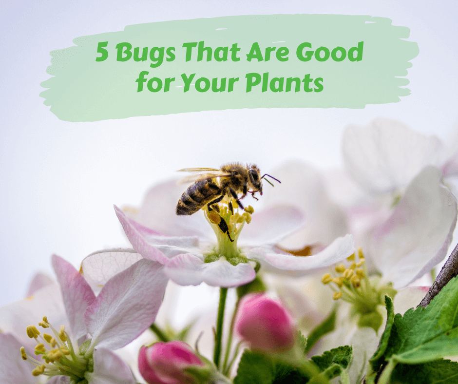 5 Bugs That Are Good for Your Plants – Maggie's Farm Ltd