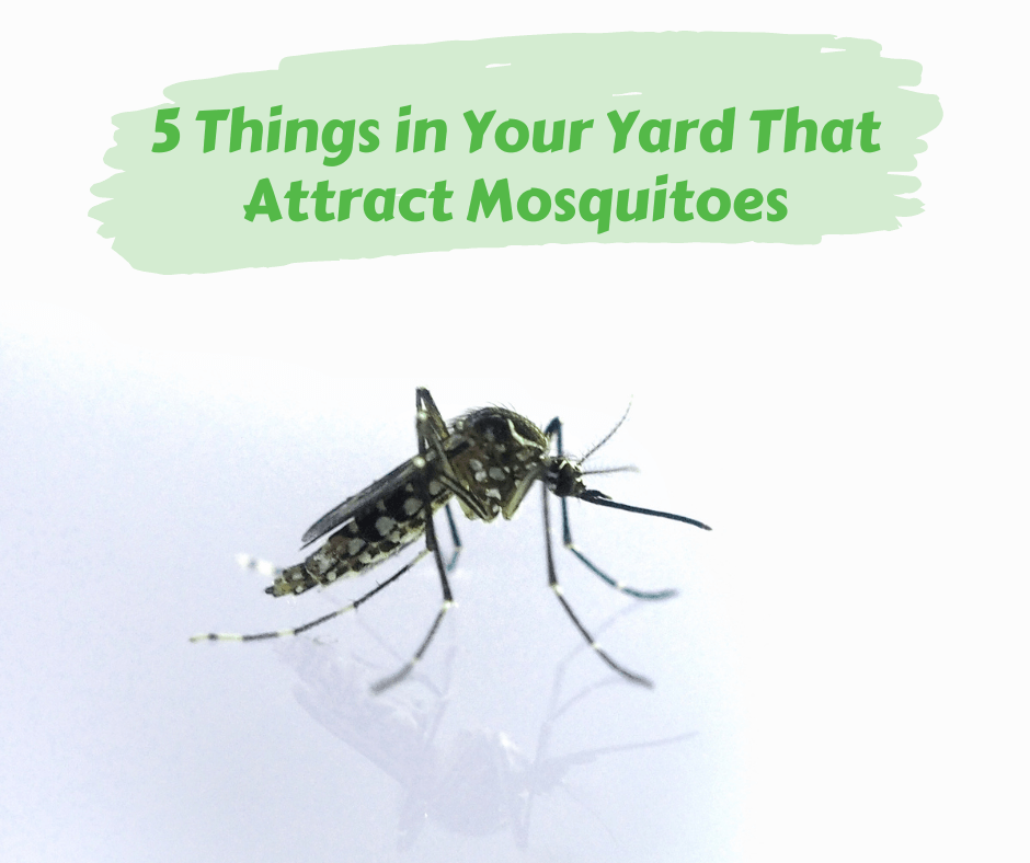 5 Things in Your Yard That Attract Mosquitoes – Maggie's Farm Ltd