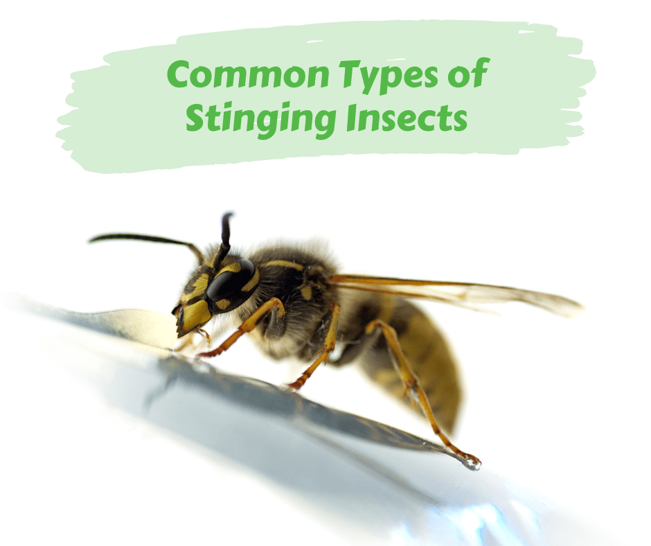 Common Types of Stinging Insects – Maggie's Farm Ltd