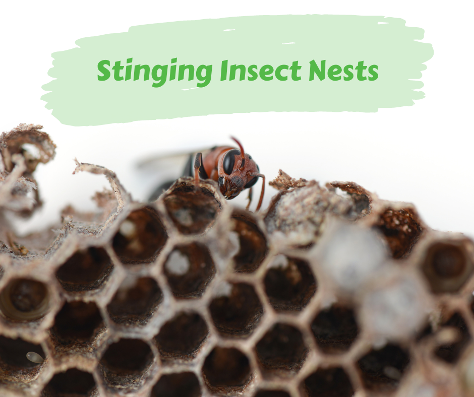 Stinging Insect Nests – Maggie's Farm Ltd