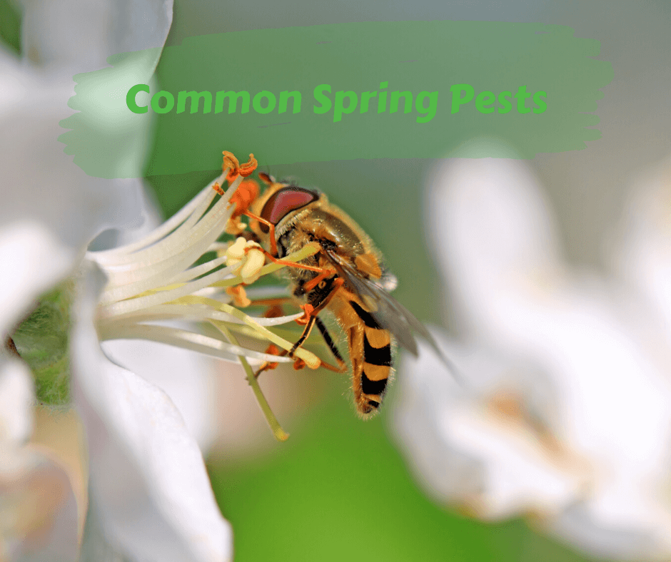 Common Spring Pests – Maggie's Farm Ltd