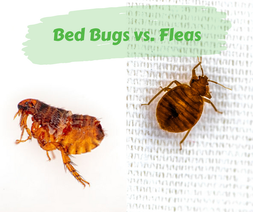 bed bugs fleas or mites