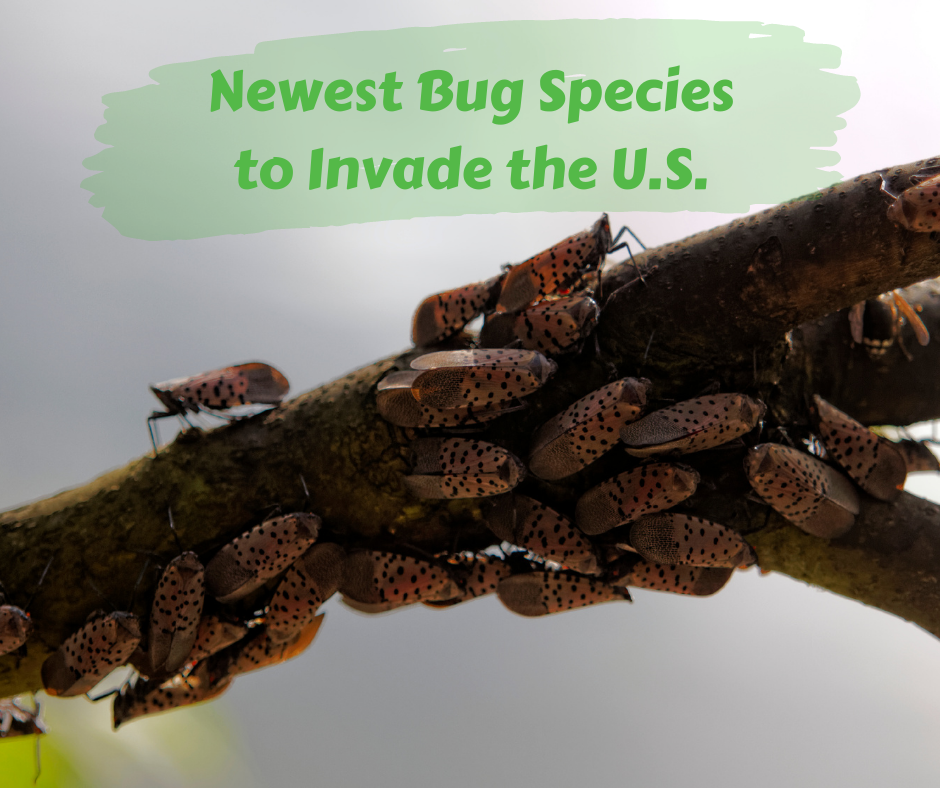 Newest Bug Species to Invade the U.S. – Maggie's Farm Ltd