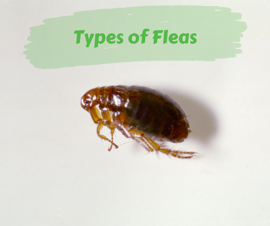 Types of Fleas – Maggie's Farm Ltd