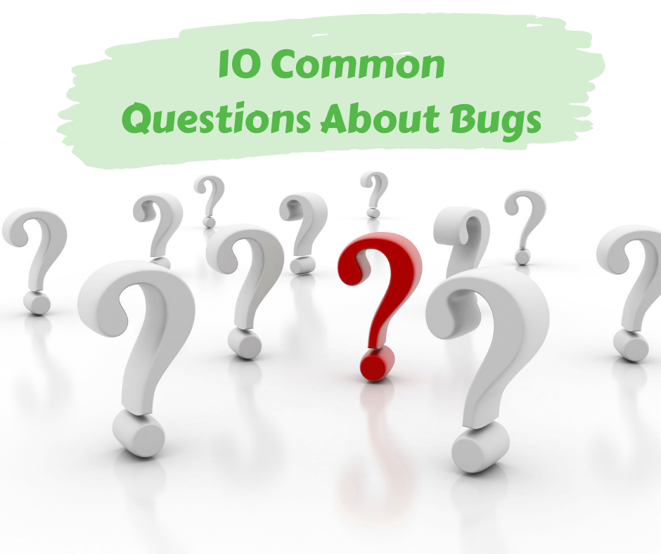10 Common Questions About Bugs – Maggie's Farm Ltd