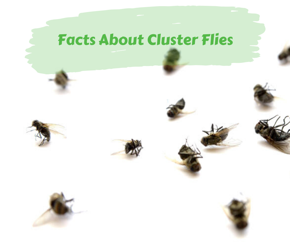 Facts About Cluster Flies – Maggie's Farm Ltd