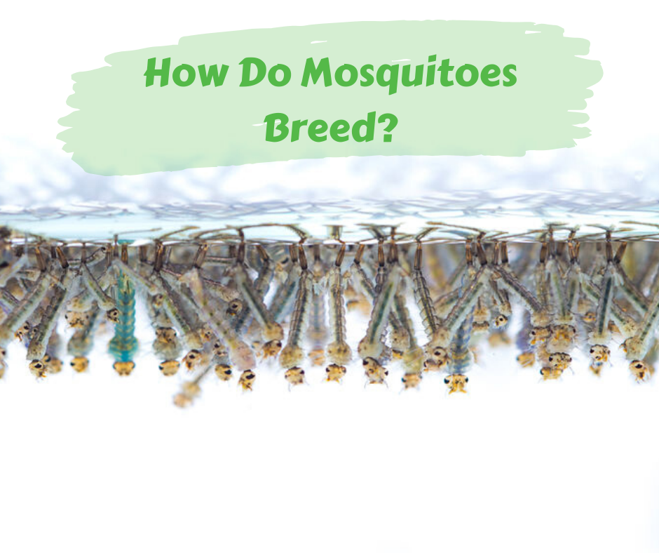 How Do Mosquitoes Breed? – Maggie's Farm Ltd