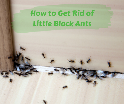 How to Get Rid of Little Black Ants Maggie s Farm Ltd