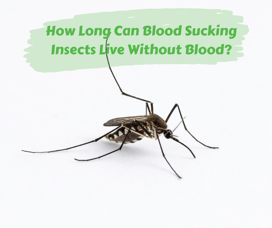 How Long Can Blood Sucking Insects Live Without Blood? – Maggie's Farm Ltd