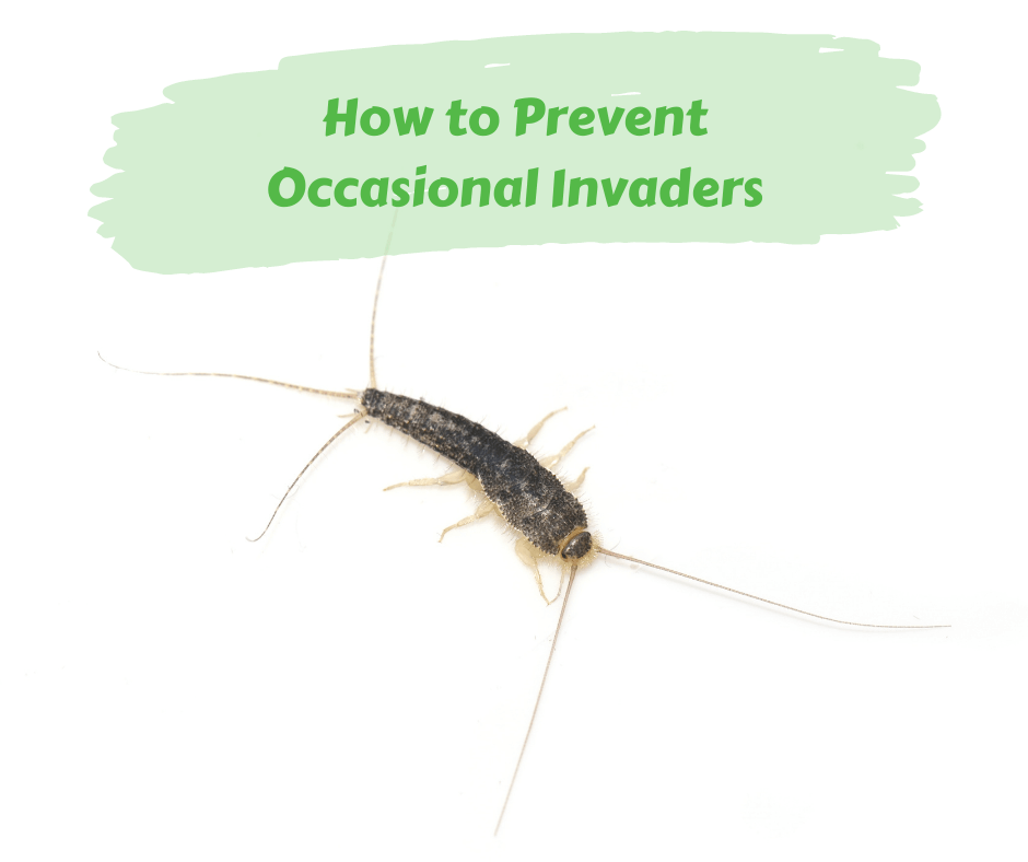 How to Prevent Occasional Invaders – Maggie's Farm Ltd