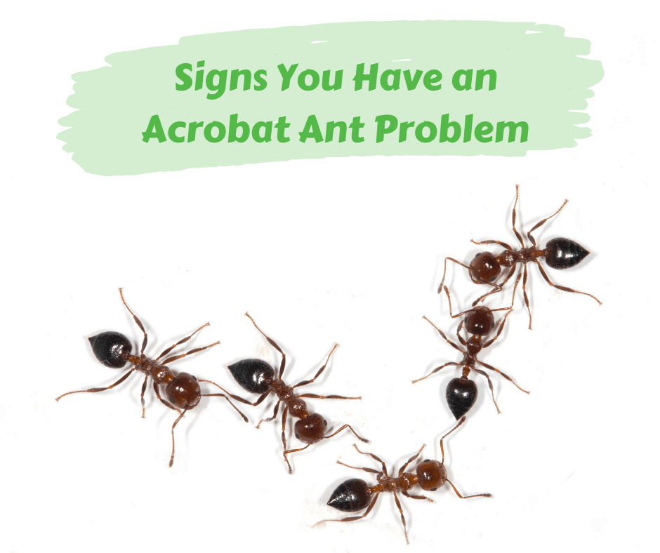Signs You Have an Acrobat Ant Problem – Maggie's Farm Ltd