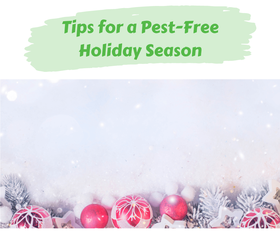 Tips for a Pest-Free Holiday Season – Maggie's Farm Ltd