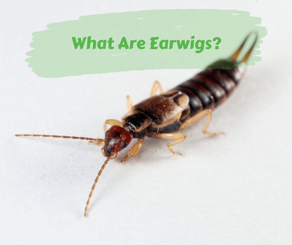 What Are Earwigs? – Maggie's Farm Ltd